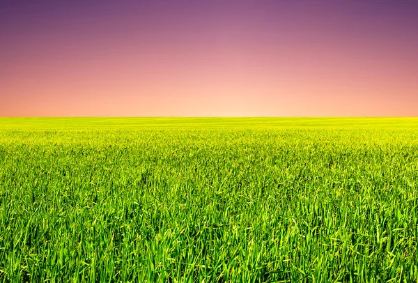 Beautiful field background Stock Photos, Royalty Free Beautiful field ...