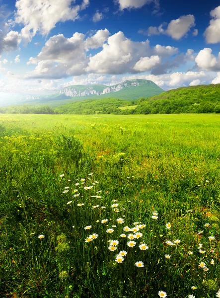 Bright meadow flowers — Stock Photo © Givaga #29932581