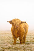 Free Stock photo of Lowlands Cattle at the Pasture in Scotland ...