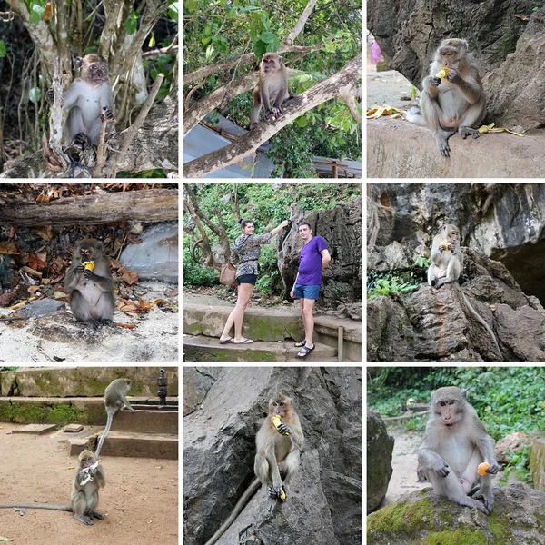 Collage monkey Stock Photos, Royalty Free Collage monkey Images ...