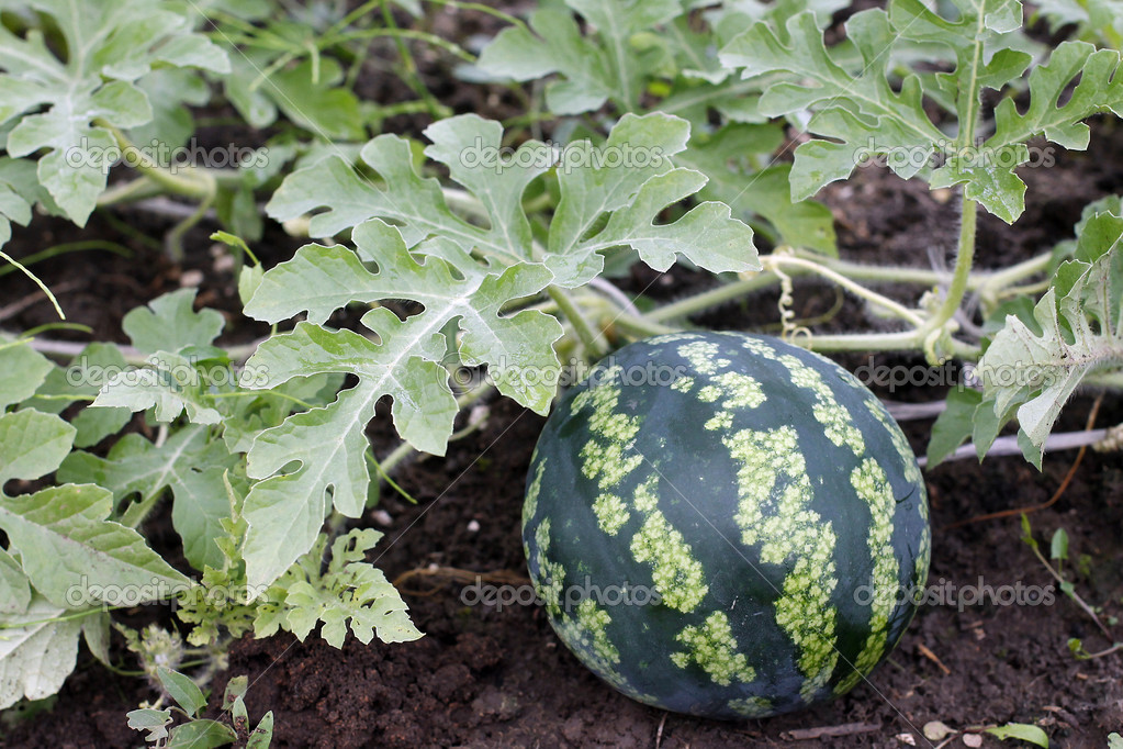 melon d'eau dans une plante de jardin-jeunes légume — Photographie ...