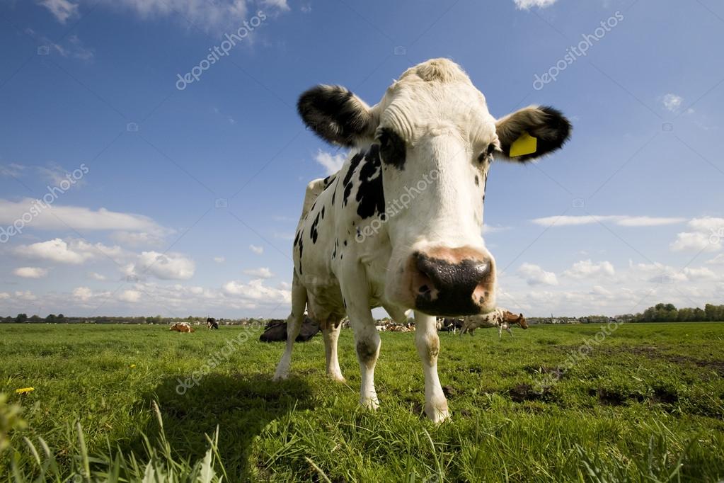 Portrait of a Dutch cow — Stock Photo © erikdegraaf #19284017