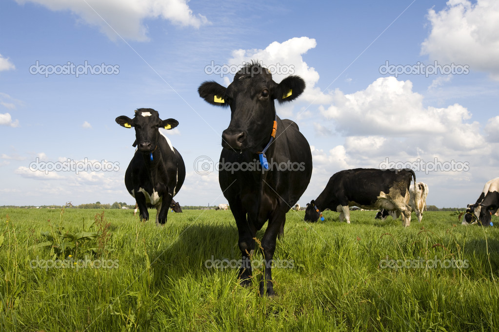 Portrait of a Dutch cow — Stock Photo © erikdegraaf #19284033