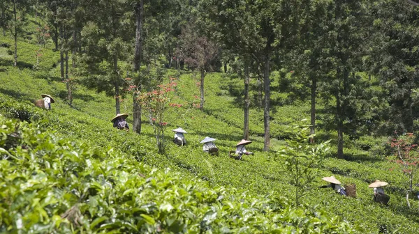 Asian tea pickers Stock Photos, Royalty Free Asian tea pickers Images ...