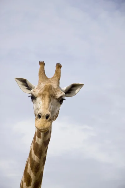 Giraffe facing forward | Head and neck of a giraffe facing forward ...