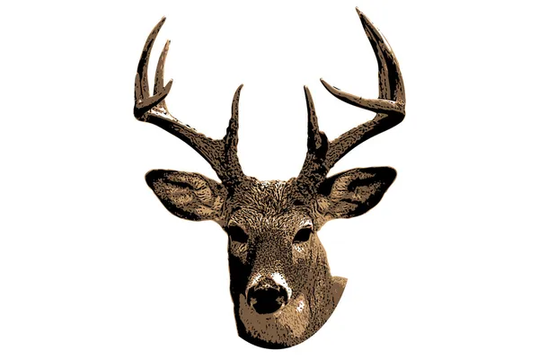 Imágenes de Cabeza de venado libres de derechos | DepositPhotos