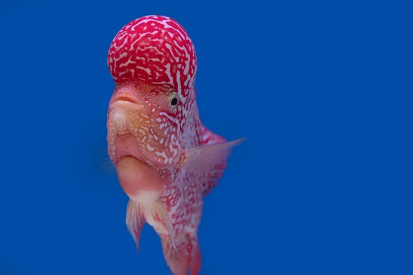 Poisson rose images libres de droit, photos de Poisson rose | Depositphotos