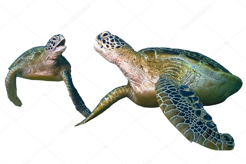 Two Green Sea Turtles
