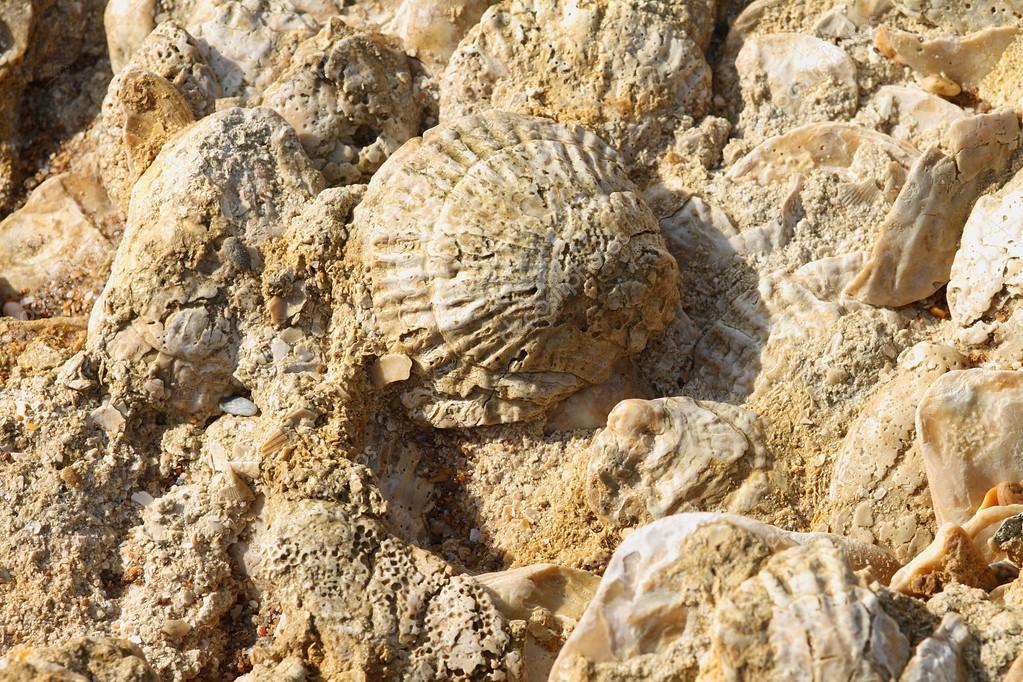 Fotos de Cáscara bivalvular sedimentada, fósiles . - Imagen de ...