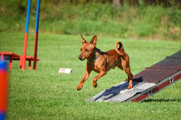 Dog in agility balance beam. Amazing day on czech agility competition ...