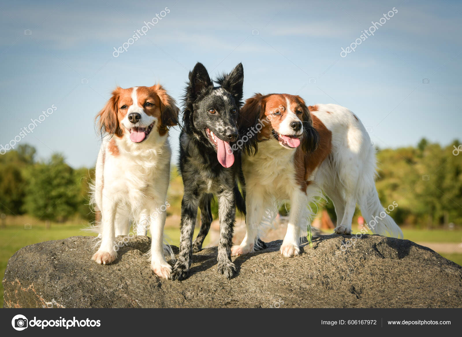 Portrait Three Dogs Sitting Summer Nature — Stock Photo © dodafoto ...