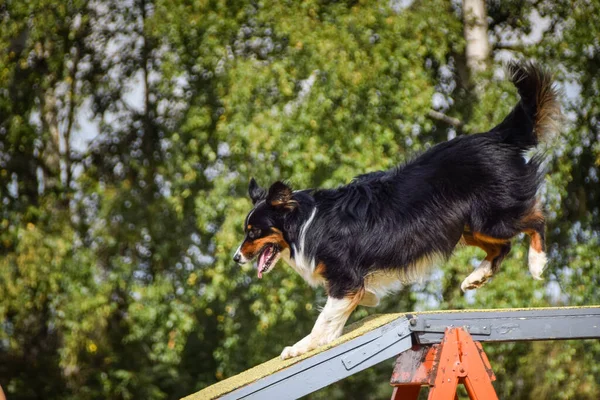 Dog ladder Stock Photos, Royalty Free Dog ladder Images | Depositphotos