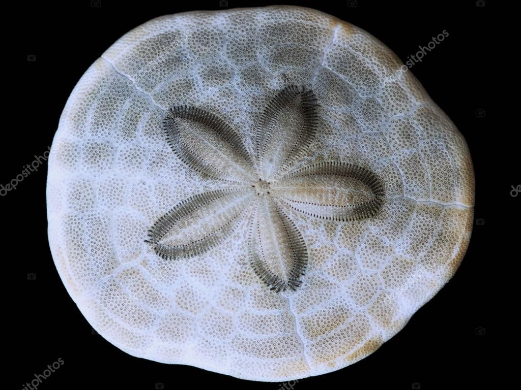 Clypeasteroida (Dólar de arena o erizo de mar) 2022