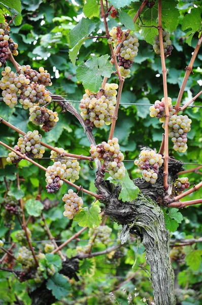Dead grape vine Stock Photos, Royalty Free Dead grape vine Images ...