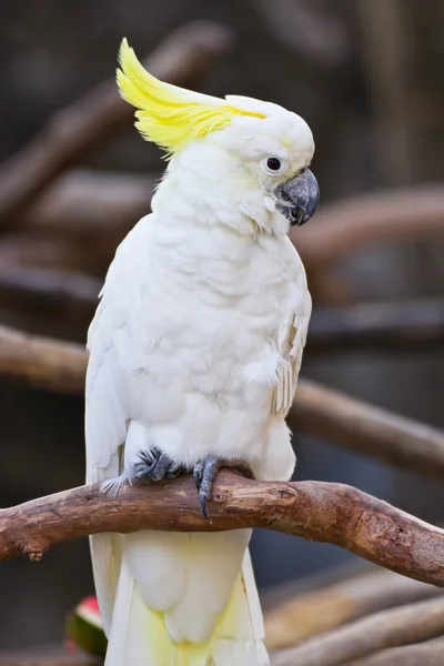 Cockatoo Stock Photos, Royalty Free Cockatoo Images | Depositphotos