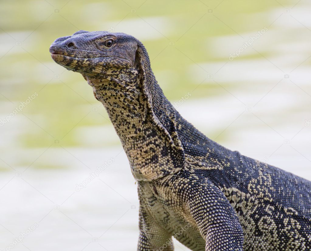 Water monitor lizard — Stock Photo © Myimagine #23241264