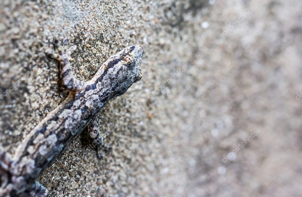 Lizard on the wall Stock Photo by ©Myimagine 49271133