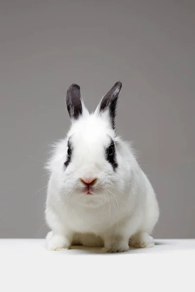 Hotot Rabbit Black Ears