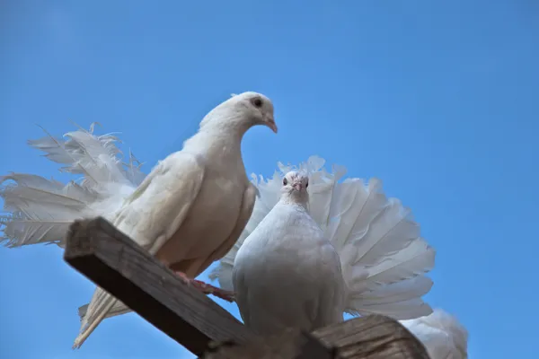 Christian cross doves Stock Photos, Royalty Free Christian cross doves ...