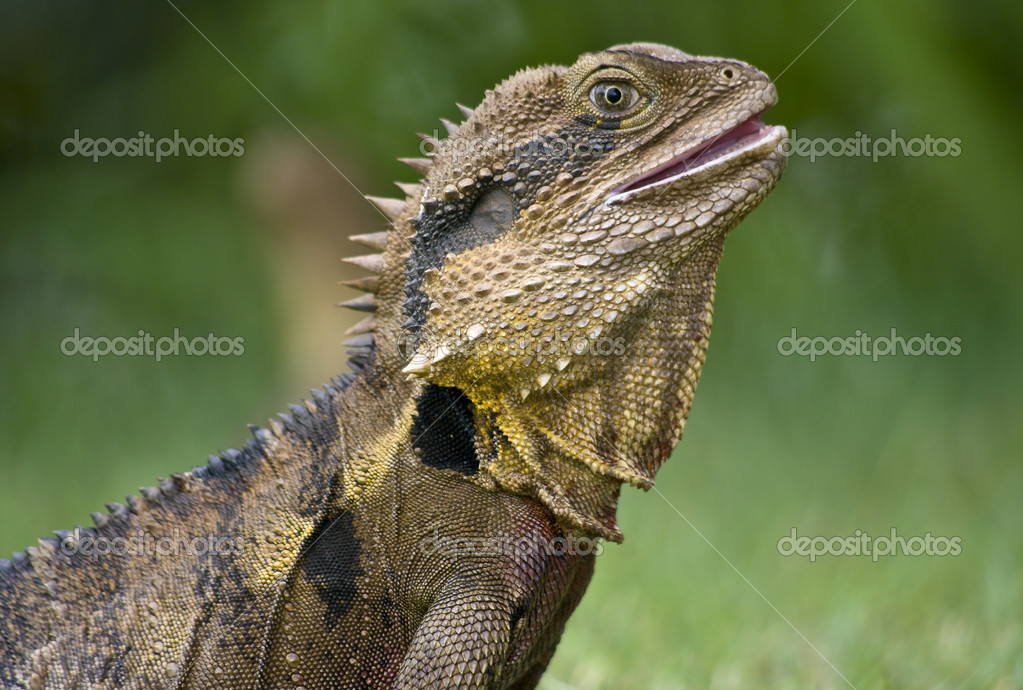 Australian Water Dragon Lizard