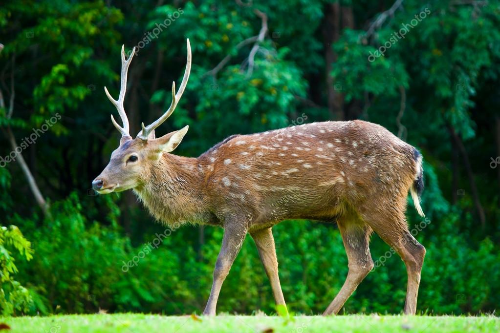 Ciervo SIKA — Fotos de Stock © panupong1982 #22068491
