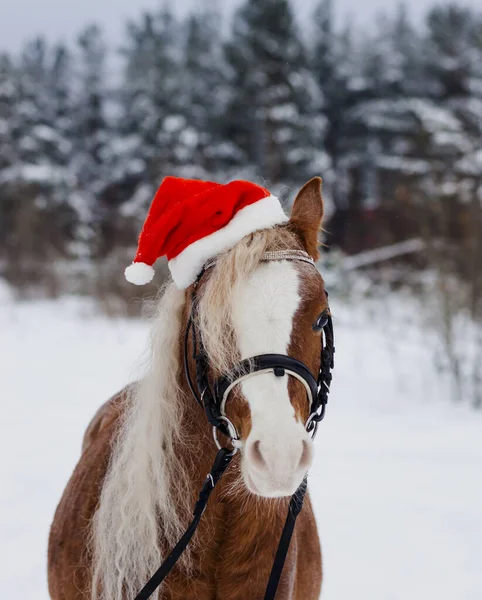 Christmas pony Stock Photos, Royalty Free Christmas pony Images ...