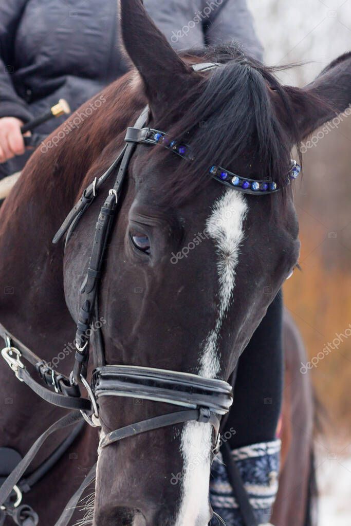 la cabeza de un caballo alemán de bahía oscura en una brida. workout ...