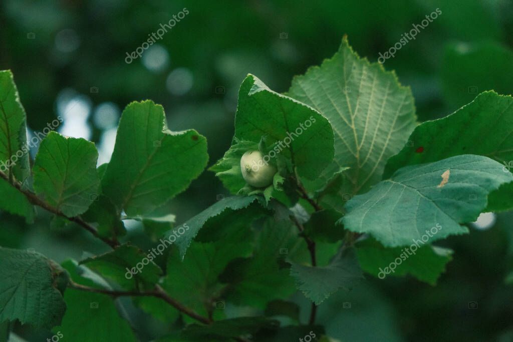 Avellana con hojas en el árbol, árbol verde, avellana en crecimiento 2023