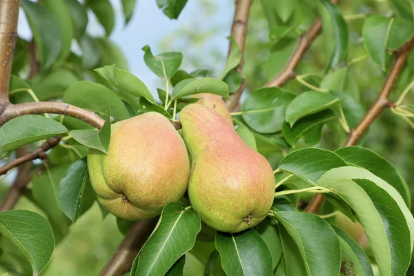 Ripe pears on the tree. A bunch of juicy big pears hangs on a tree. A ...