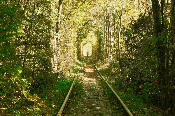 Natural Tunnel of Love on the railway. Natural miracle - the tunnel of ...