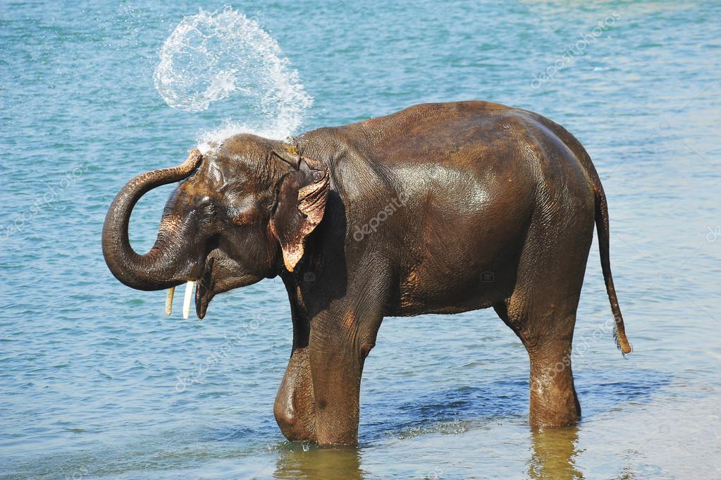 Elephant's shower — Stock Photo © adelko #19128403