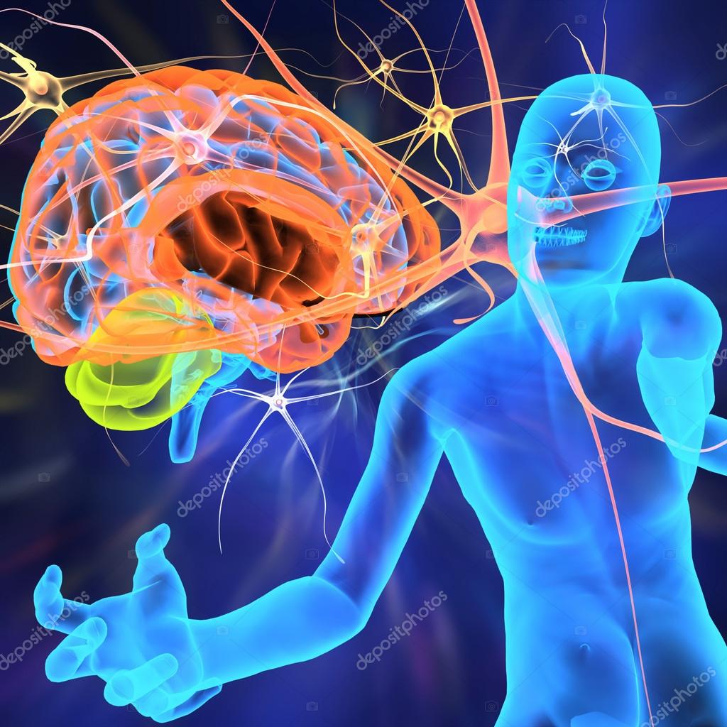 Human nerve cells Stock Photo by ©Giovanni_Cancemi 19637139