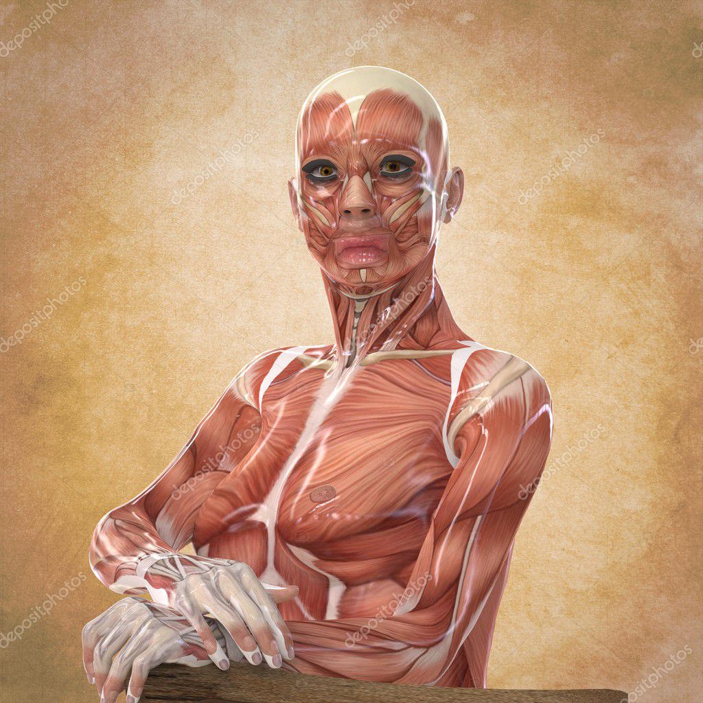 Human Anatomy — Stock Photo © Giovanni_Cancemi #19721471