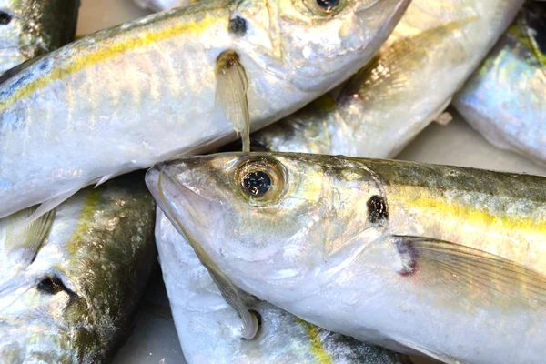 Horse mackerel Stock Photos, Royalty Free Horse mackerel Images ...