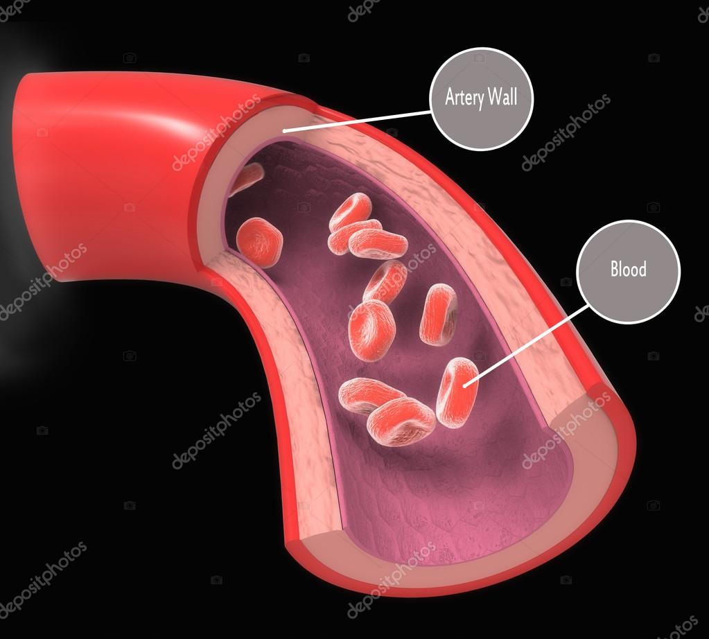 Normal coronary artery — Stock Photo © Giovanni_Cancemi #26705249