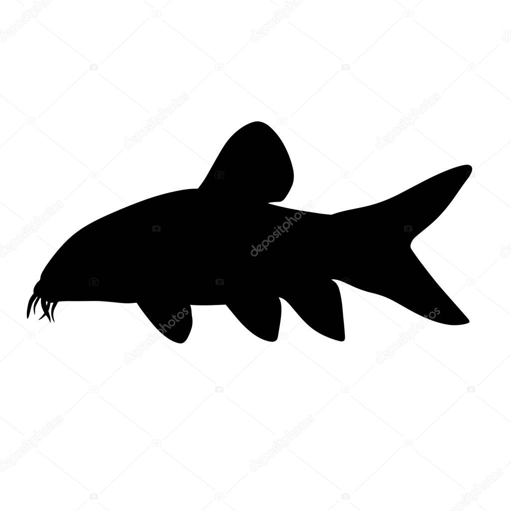 Botia de peces de acuario. Chromobotia macracanthus. Pez gato con ...