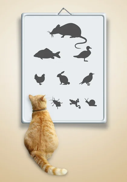 Eye exam for cats - Stock Image - Everypixel