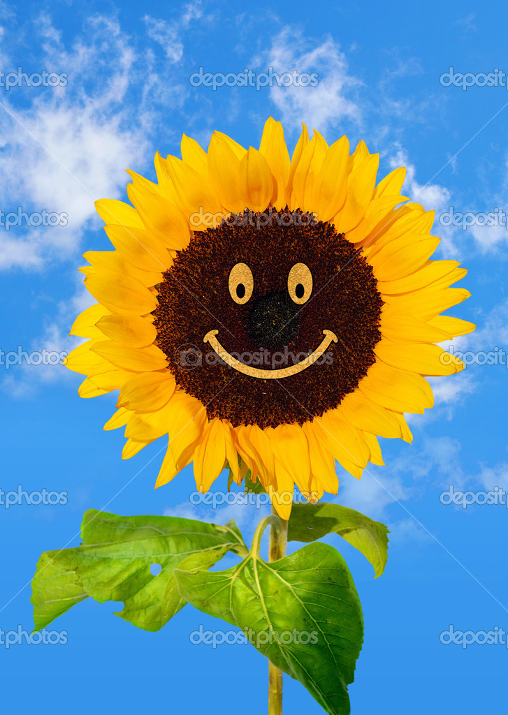 Smiling sunflower on blue sky — Stock Photo © cranach2 #34768865