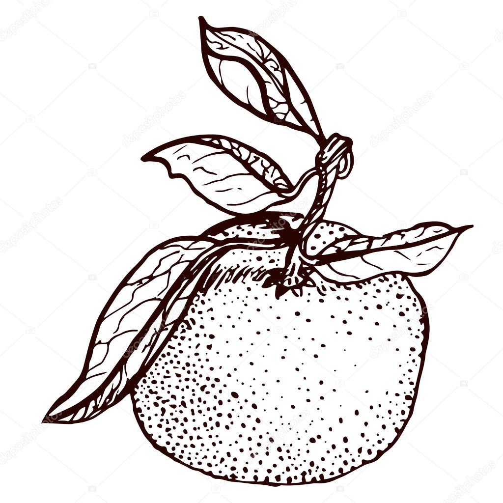 Tangerine sketch Stock Vector Image by ©glite #37223573