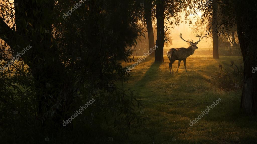 Deer in sunset in the forest Stock Photo by ©BalazsKovacs 19524479