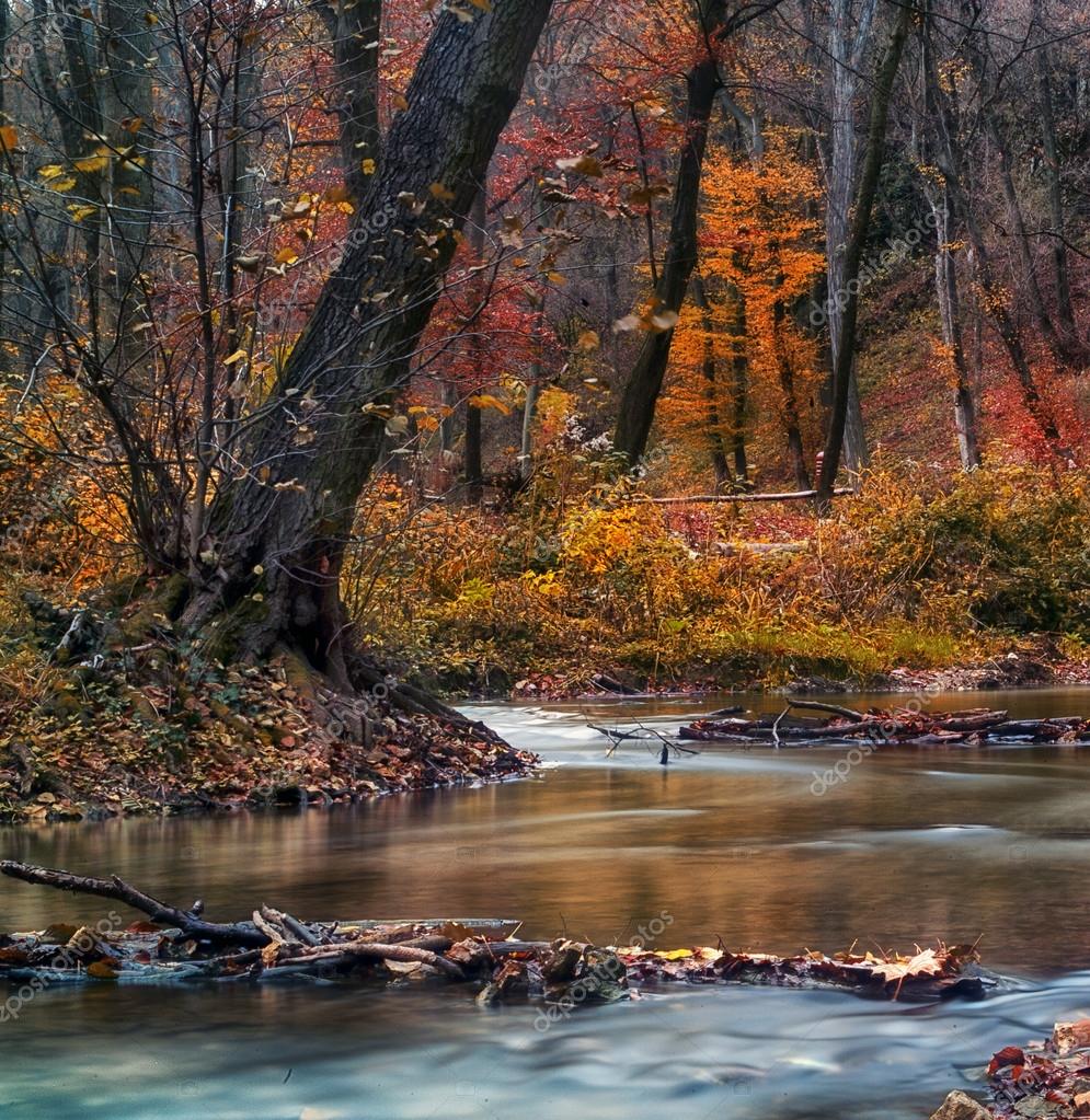 Beautiful river in the forest — Stock Photo © BalazsKovacs #19525737