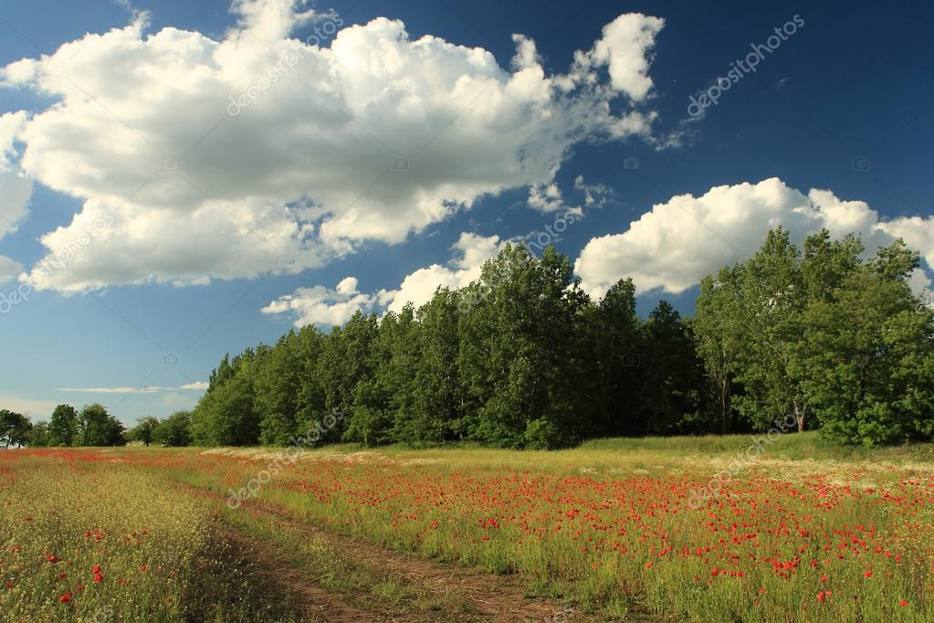 Flower Field Photography Vintage