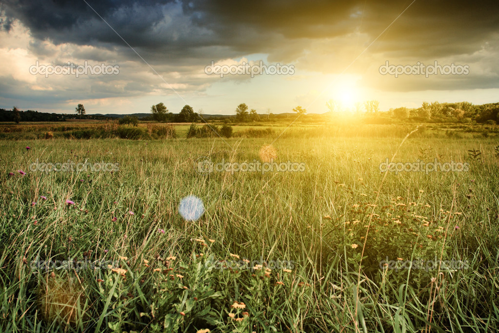 Sunny meadow — Stock Photo #34558729