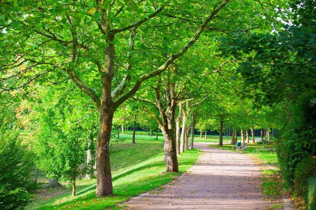Pedestrian walkway for exercise lined up with beautiful tall tre ...