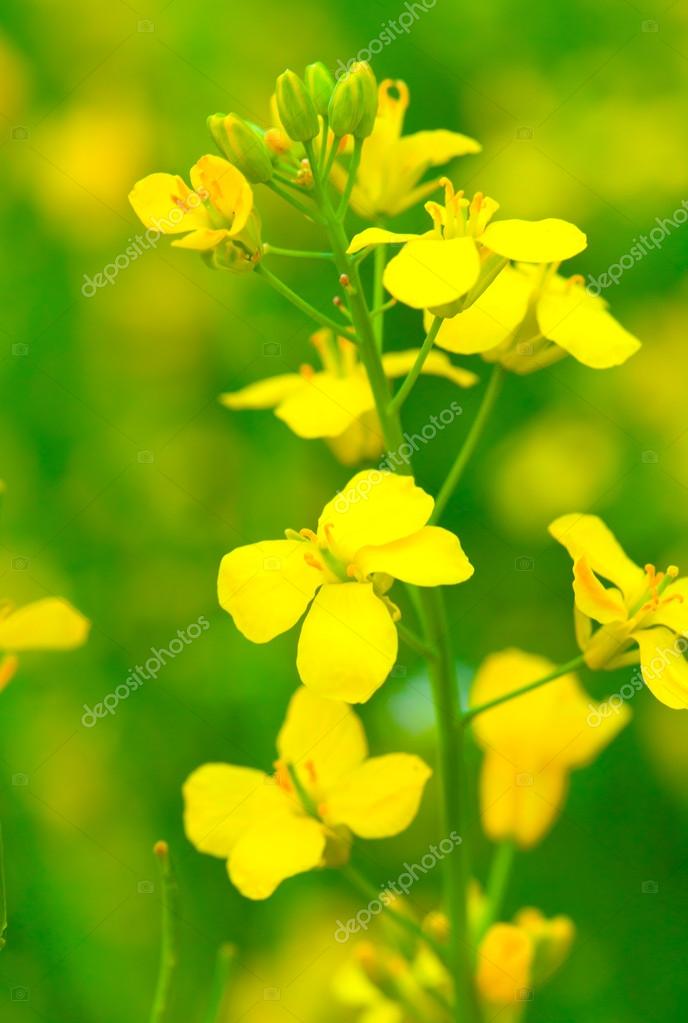Colza (Brassica rapa). Rape flower on field Stock Photo by ©motorolka ...