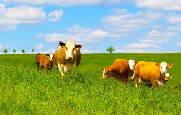 Cow on a green pasture - Stock Image - Everypixel