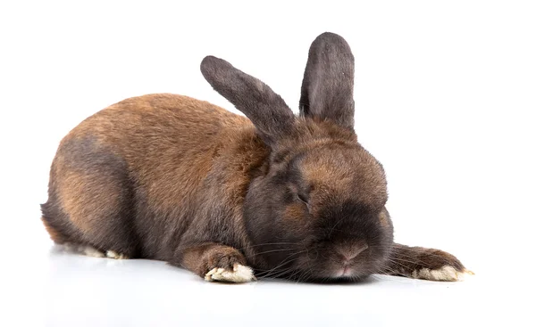 Conejo fondo blanco fotos de stock, imágenes de Conejo fondo blanco sin ...