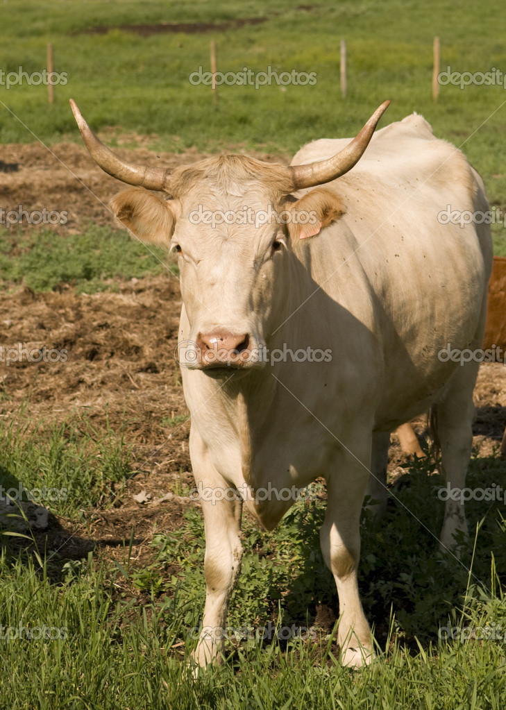 Beef Cow Stock Photo by ©Gordo25 22291705