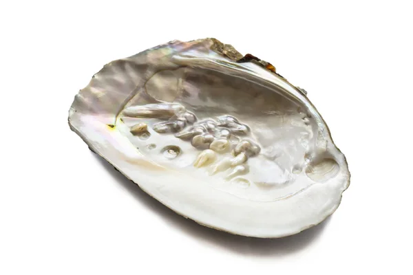 Oyster half shell Stock Photos, Royalty Free Oyster half shell Images ...