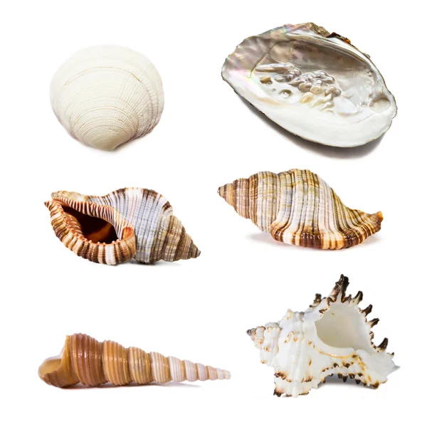Tipos de conchas Stock Photos, Royalty Free Tipos de conchas Images ...